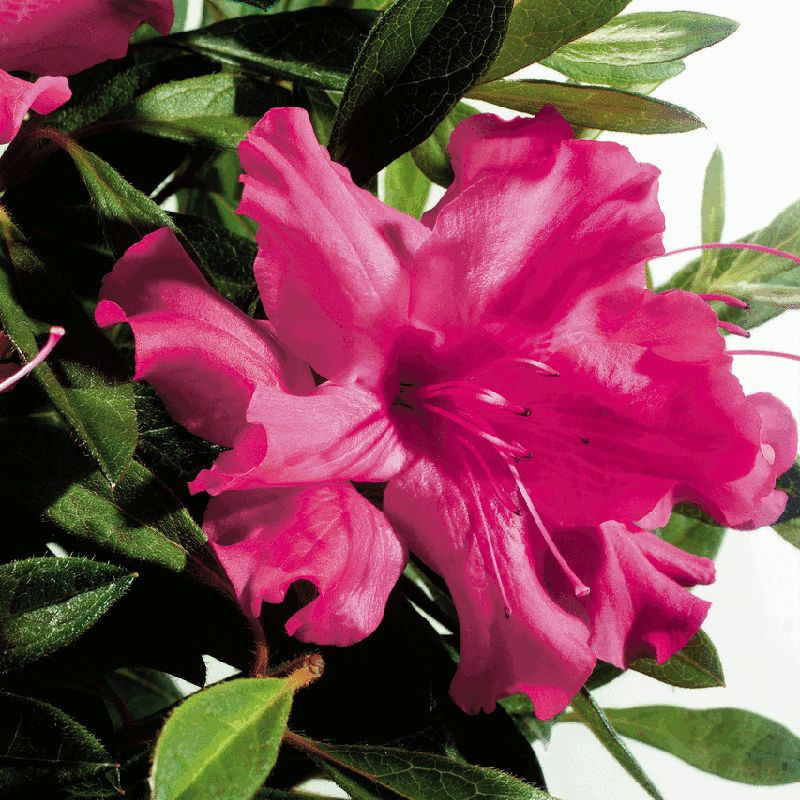 Autumn Rouge Encore Azalea | PlantAddicts.com