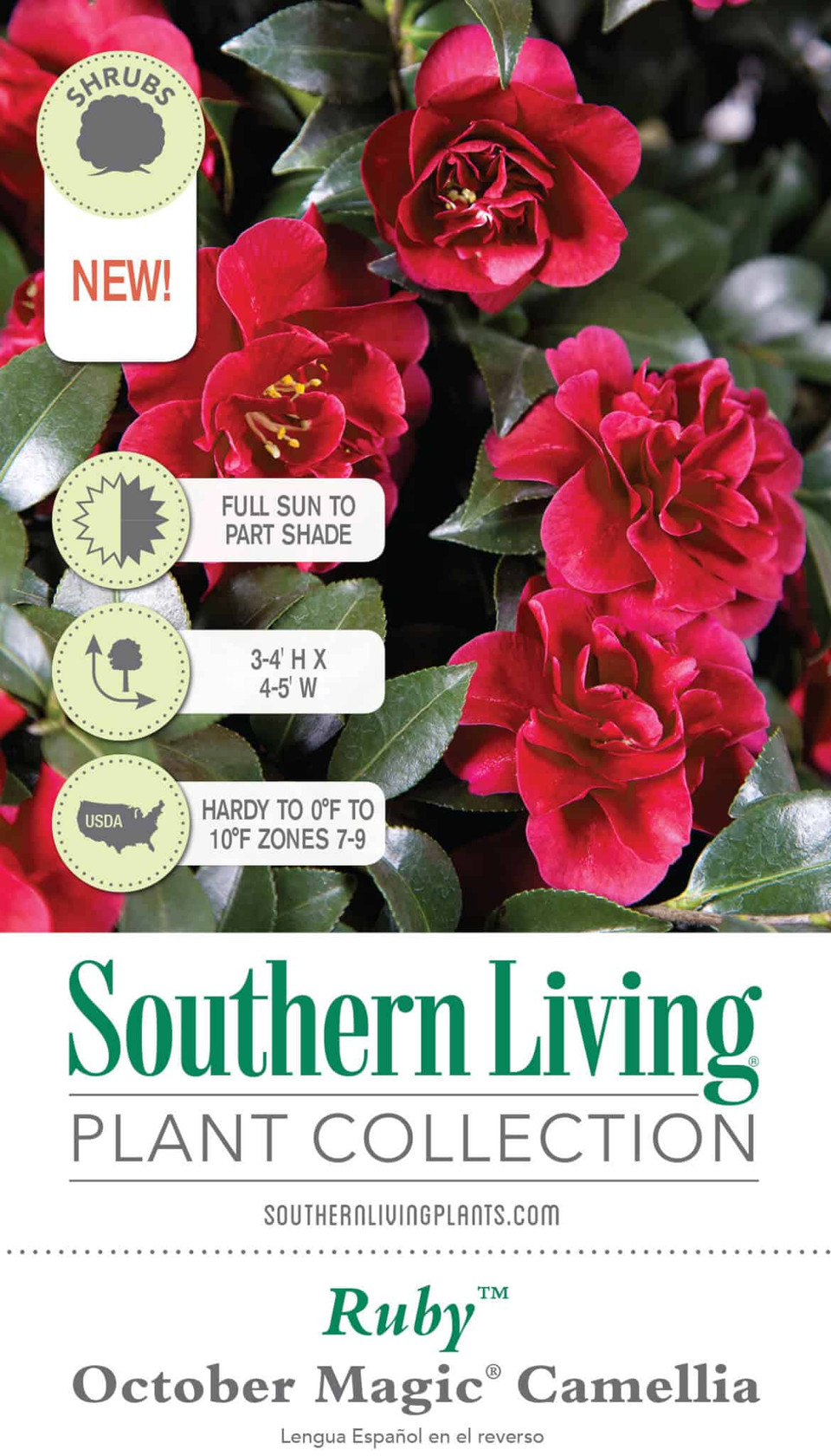 October Magic Ruby Camellia | PlantAddicts.com