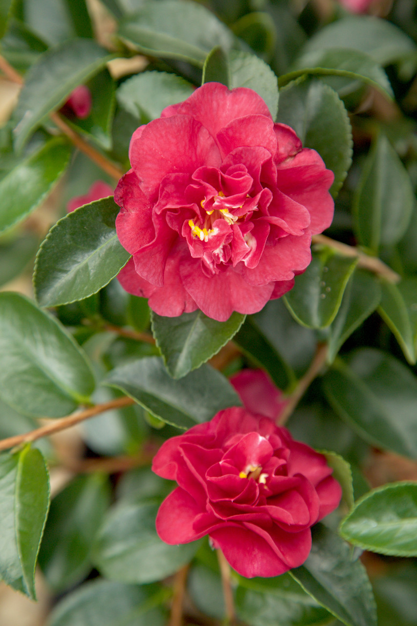 October Magic Ruby Camellia | PlantAddicts.com