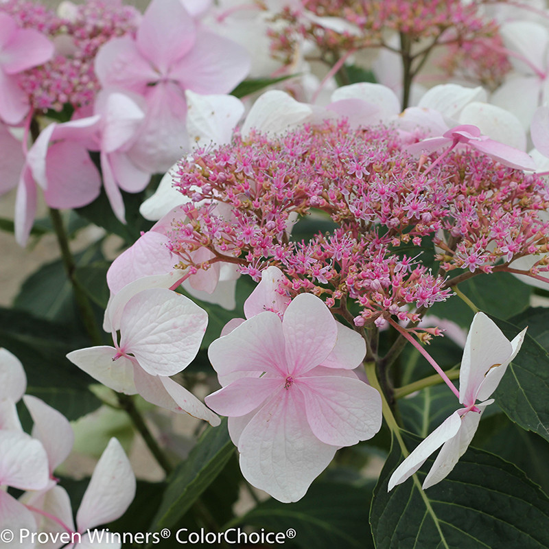 Lacecap Hydrangeas | | Hydrangea macrophylla normalis | Plant Addicts