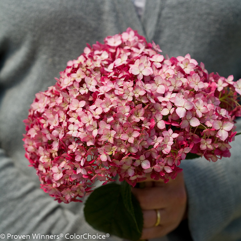 Invincibelle® Ruby Hydrangea | Plant Addicts