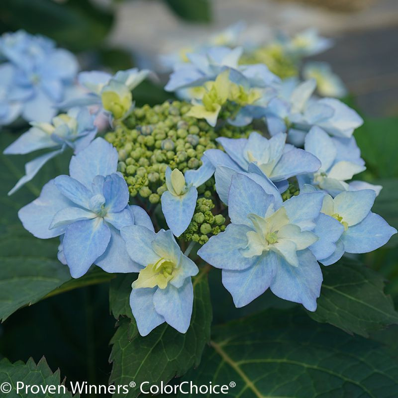 Tuff Stuff Red® Hydrangea | Plant Addicts