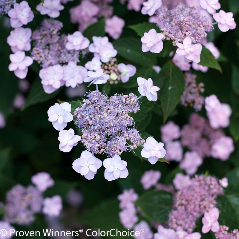 Pink Dynamo™ Mountain Hydrangea | Plant Addicts