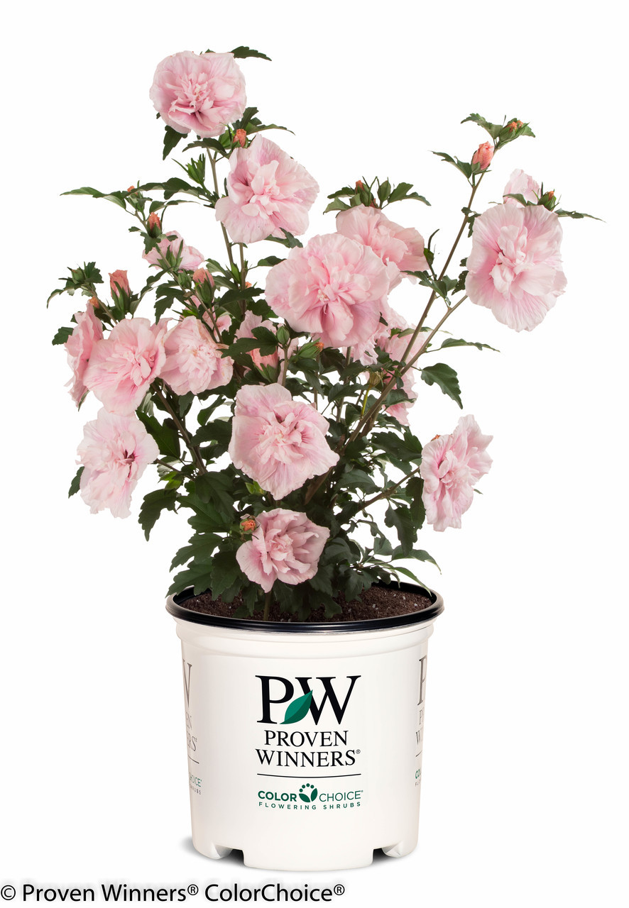 Pink Chiffon® Rose of Sharon | Plant Addicts