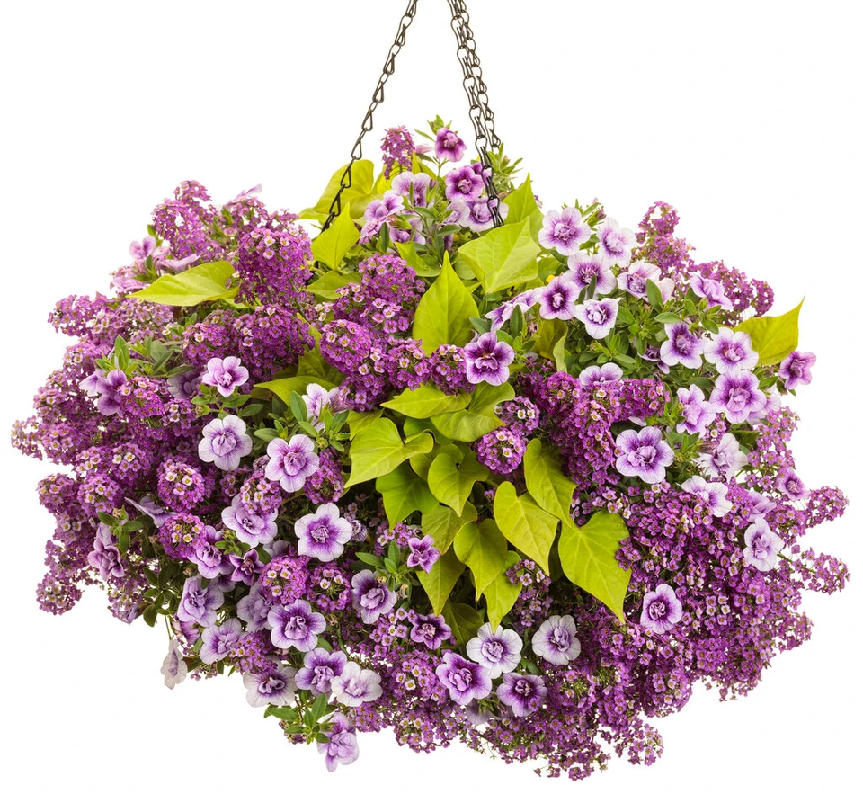 Superbells® Double Twilight Calibrachoa | PlantAddicts.com