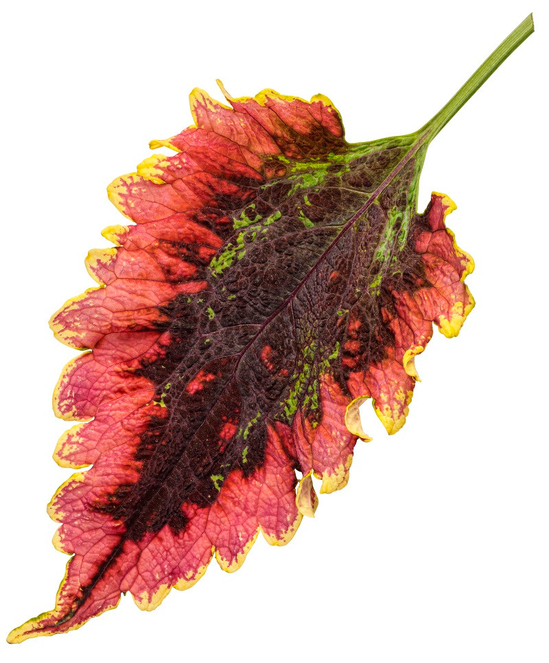 Colorblaze® El Brighto Coleus | PlantAddicts.com