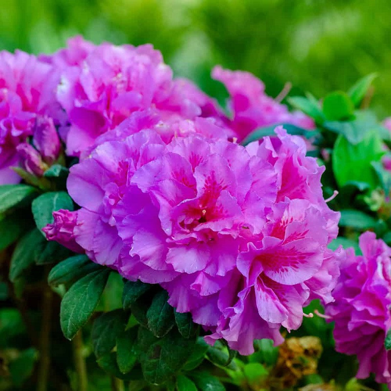 Autumn Rouge Encore Azalea | PlantAddicts.com