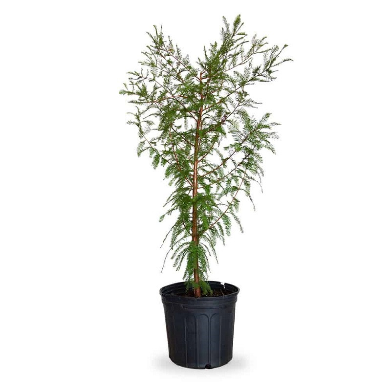 Pond Cypress Tree | PlantAddicts.com