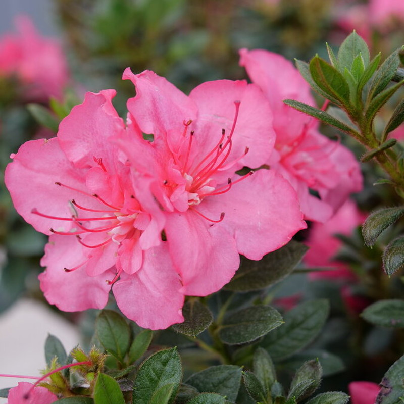 Perfecto Mundo® Orange Azalea | Plant Addicts