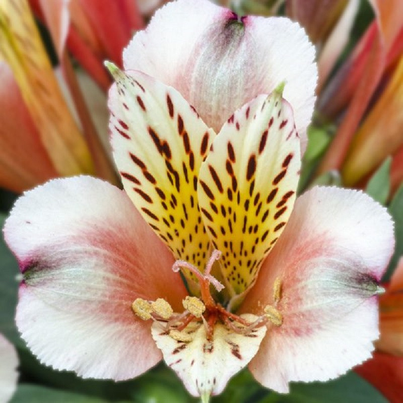 Inca Ice Peruvian Lily | Plant Addicts