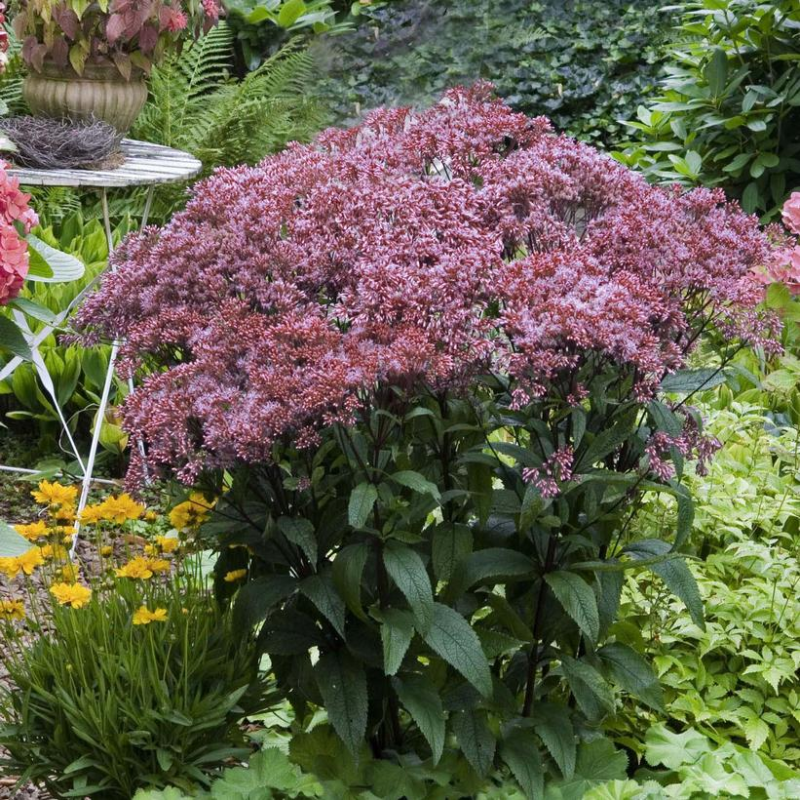 Baby Joe Dwarf Joe Pye Weed | Plant Addicts