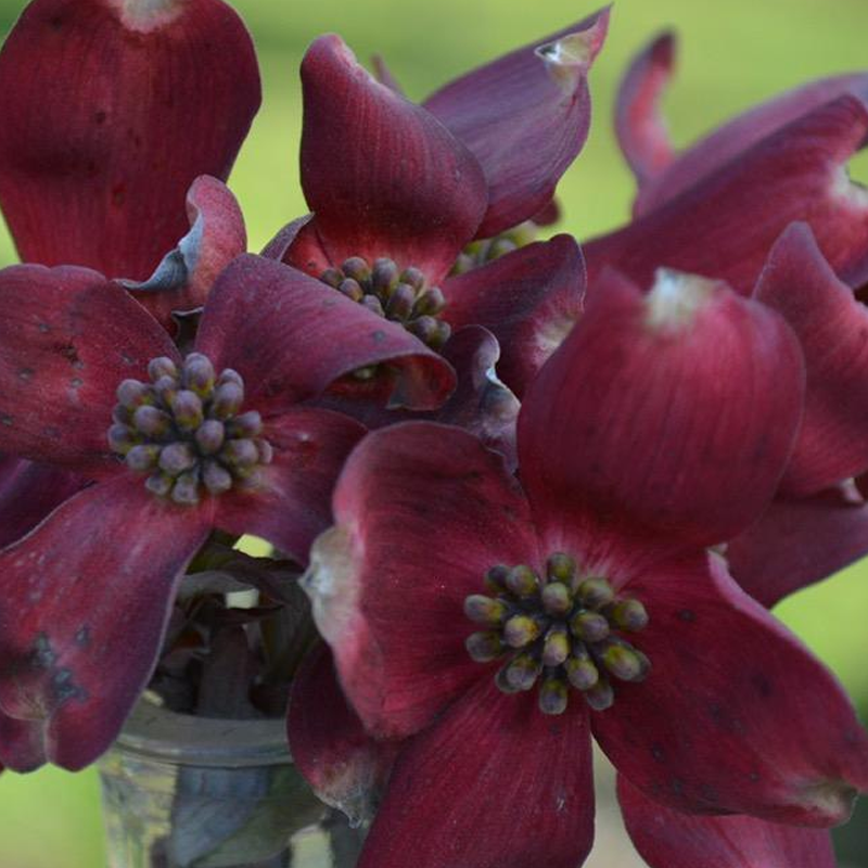 Ragin' Red™ Flowering Dogwood | Plant Addicts