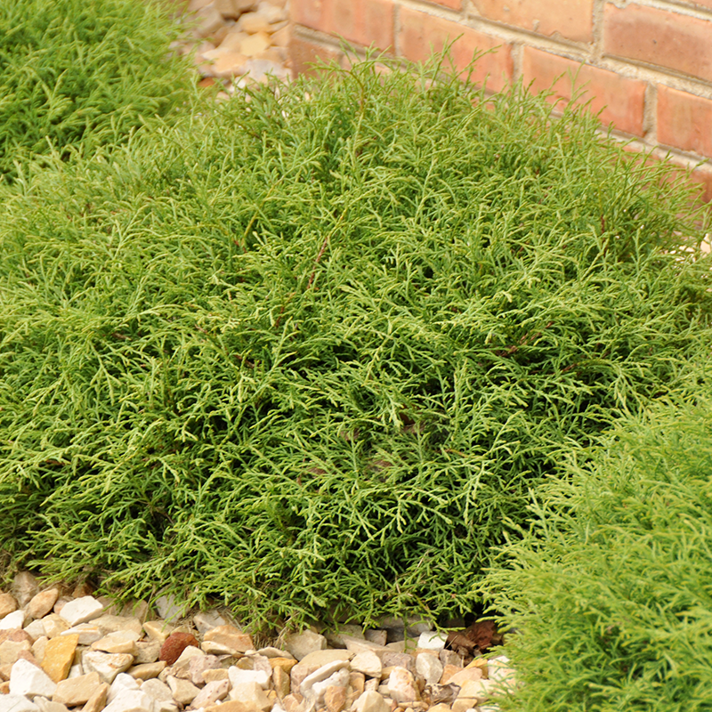Full Speed A Hedge® American Pillar Arborvitae | Plant Addicts