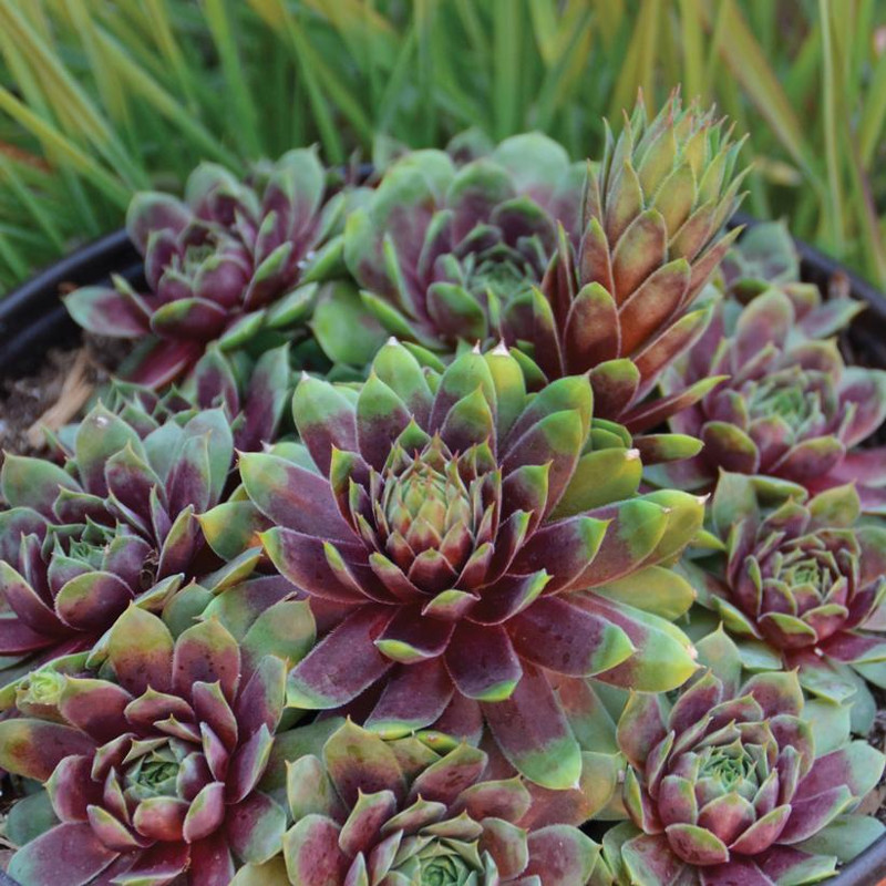 Ruby Heart Hens and Chicks | Plant Addicts