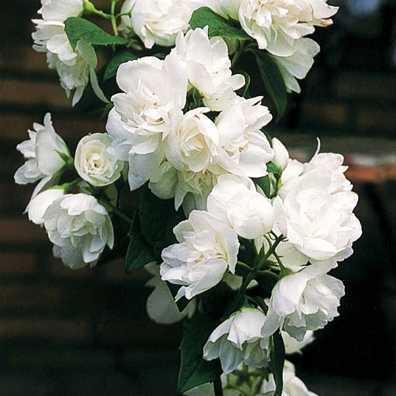 Illuminati Tower® Mock Orange | Plant Addicts