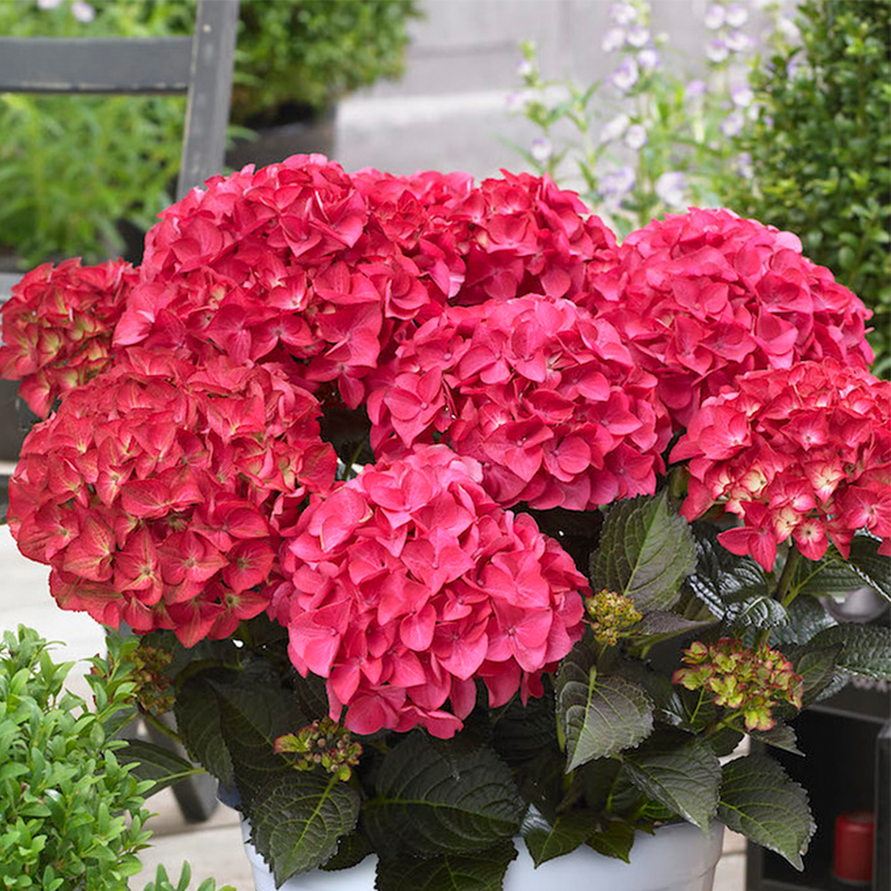 WorryFree® Love-A-Lot Pink Hydrangea | Plant Addicts