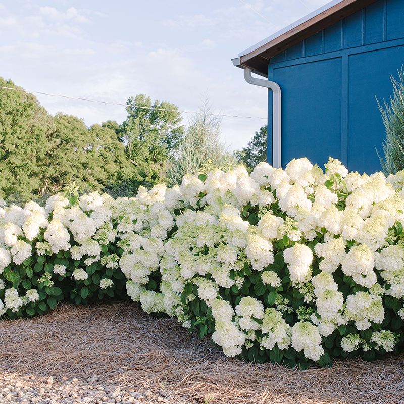 Puffer Fish™ Hydrangea | Plant Addicts