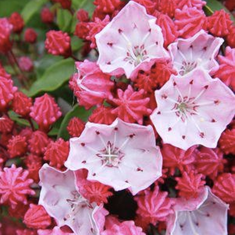 Tinkerbell Mountain Laurel | Plant Addicts