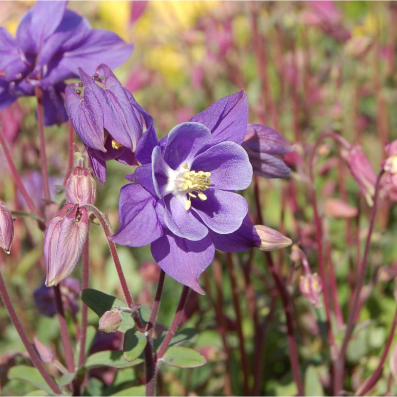 Songbird 'Cardinal' Columbine | Plant Addicts