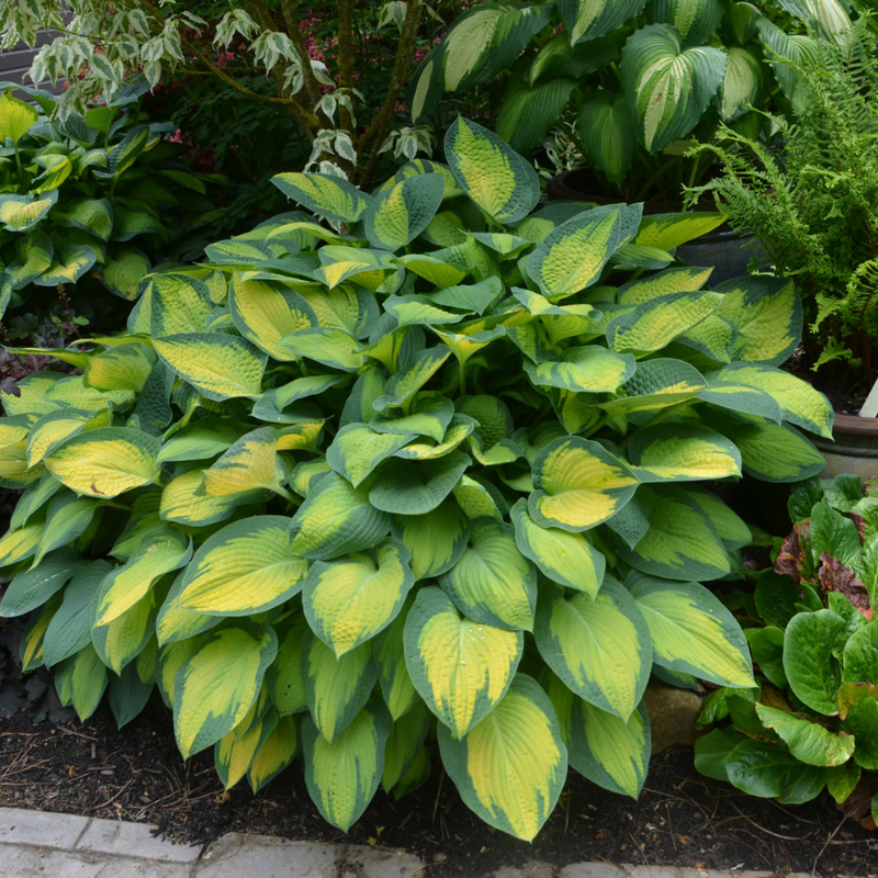 Avocado Hosta | Plant Addicts