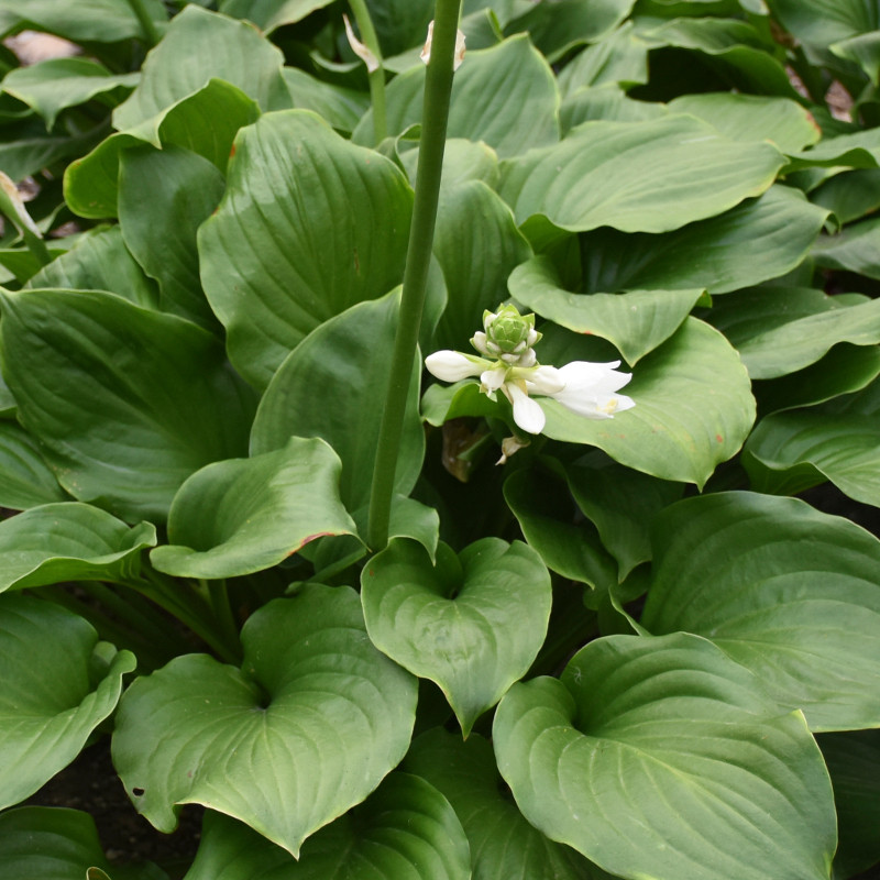 Avocado Hosta | Plant Addicts
