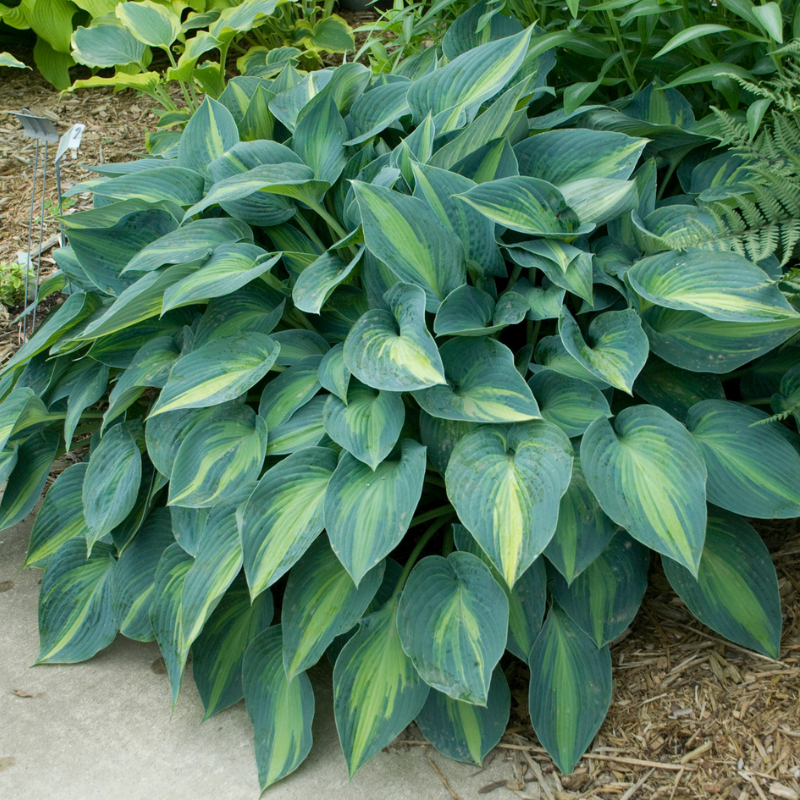 Humpback Whale Hosta | Plant Addicts