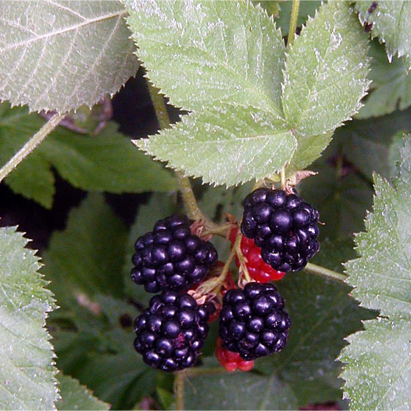 Prime Ark Freedom Blackberry | PlantAddicts.com
