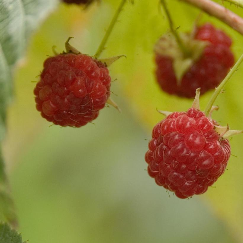 Raspberry Shortcake® Raspberry | Plant Addicts