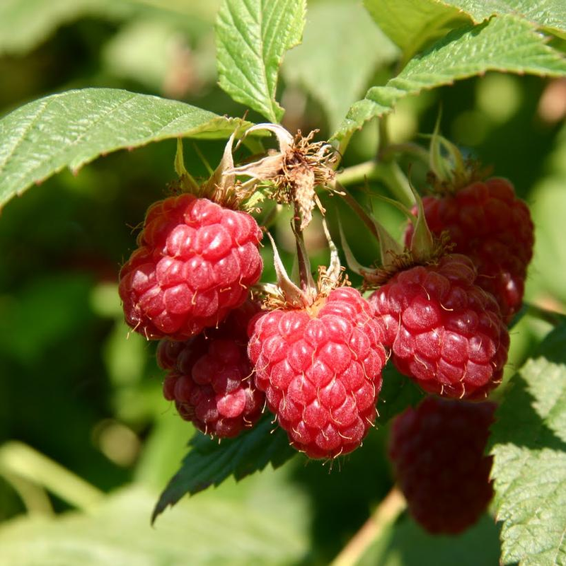 Heritage Red Raspberry | Plant Addicts