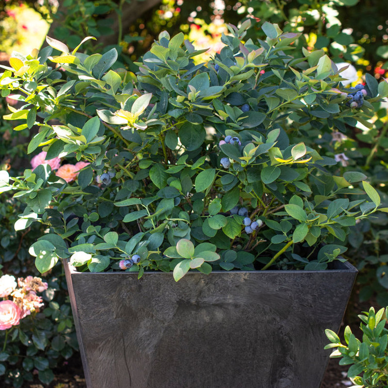 Silver Dollar® Blueberry | Plant Addicts