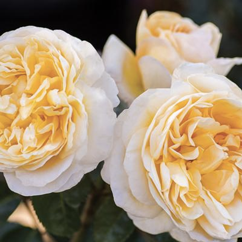 Kashmir Rose | Plant Addicts