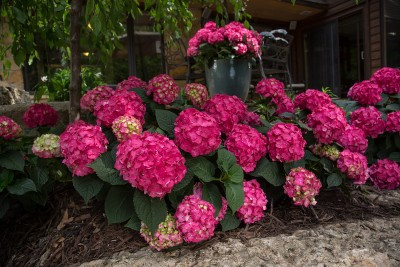 Endless Summer® Summer Crush Hydrangea | Plant Addicts