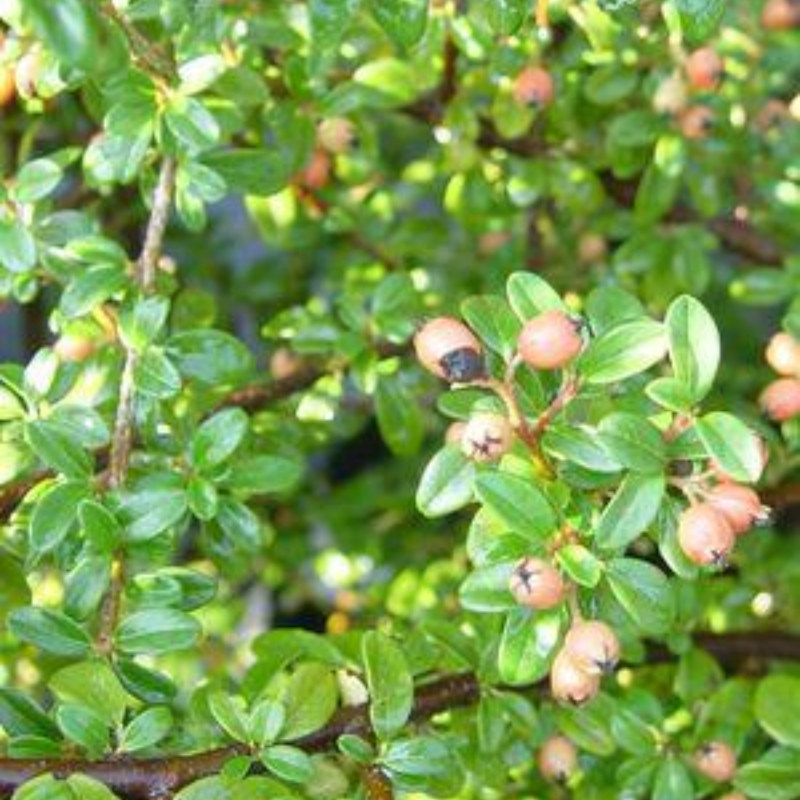 Autumn Inferno® Cotoneaster | Plant Addicts