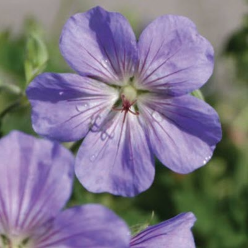 Azure Skies™ Hydrangea | Plant Addicts