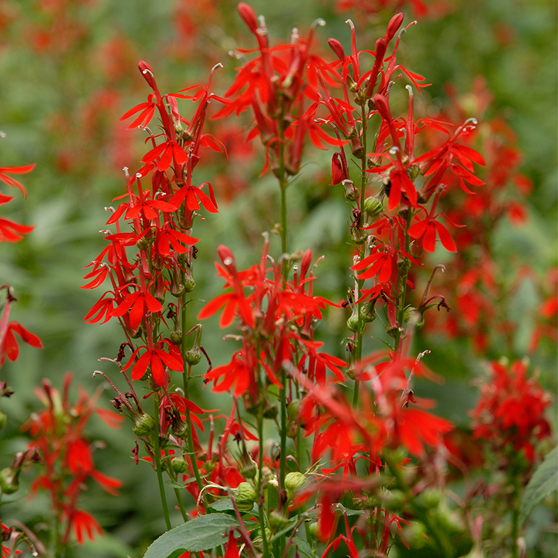 Starship Deep Rose Cardinal Flower | Plant Addicts