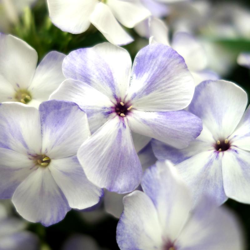 Grape Lollipop™ Garden Phlox | Plant Addicts