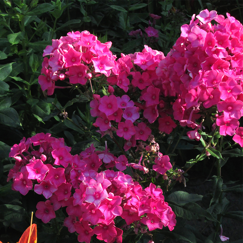 Opening Act Pink-a-Dot Phlox | Plant Addicts
