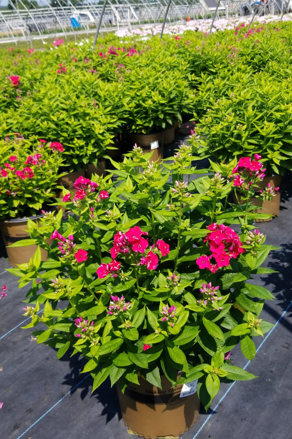 Volcano® Red Garden Phlox | Plant Addicts