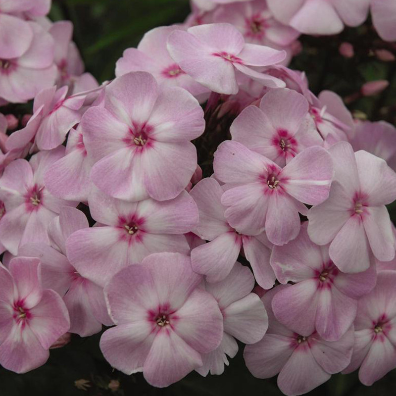 Coral Crème Dropâ ¢ Garden Phlox | Plant Addicts