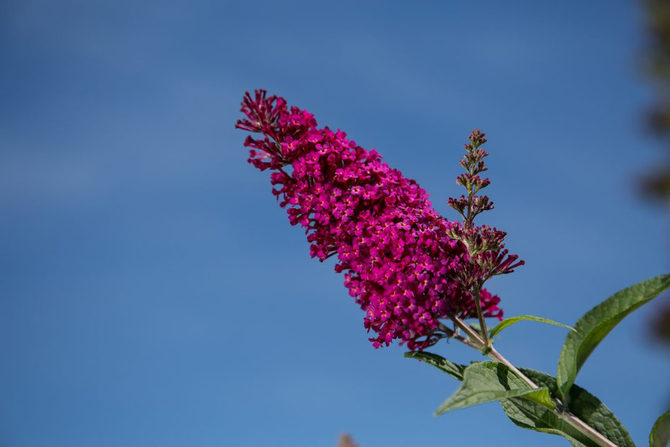 Funky Fuchsia™ Butterfly Bush | Plant Addicts
