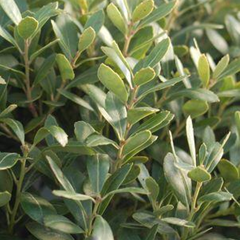 Densa Inkberry | Plant Addicts