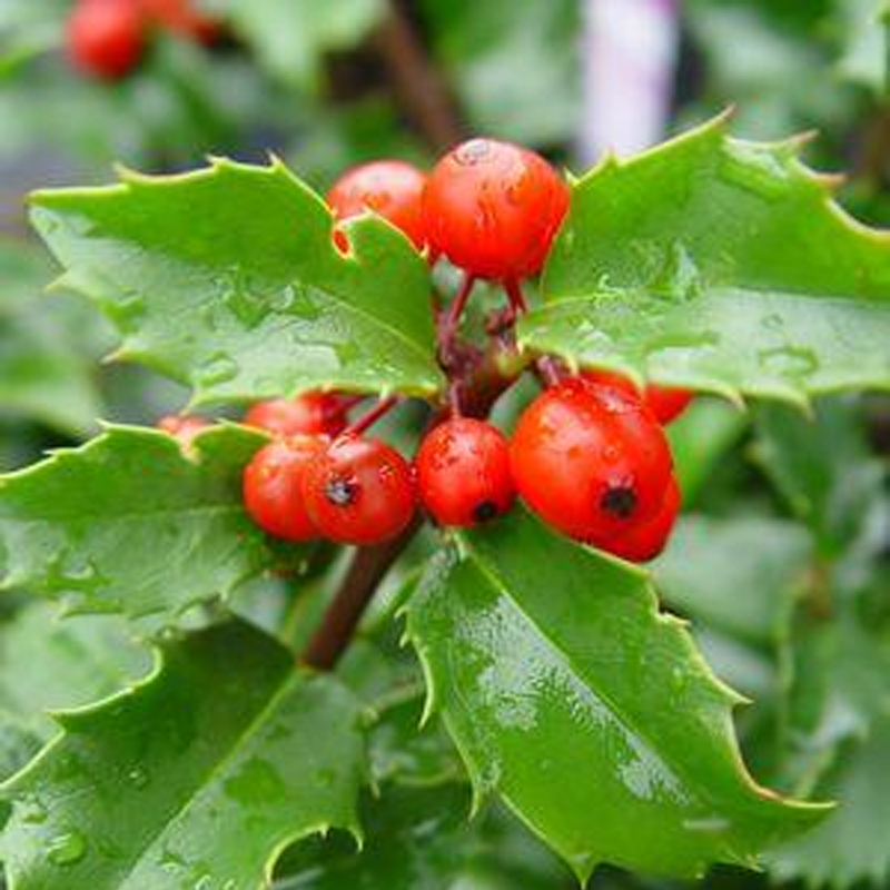 China Girl™ Holly | Plant Addicts