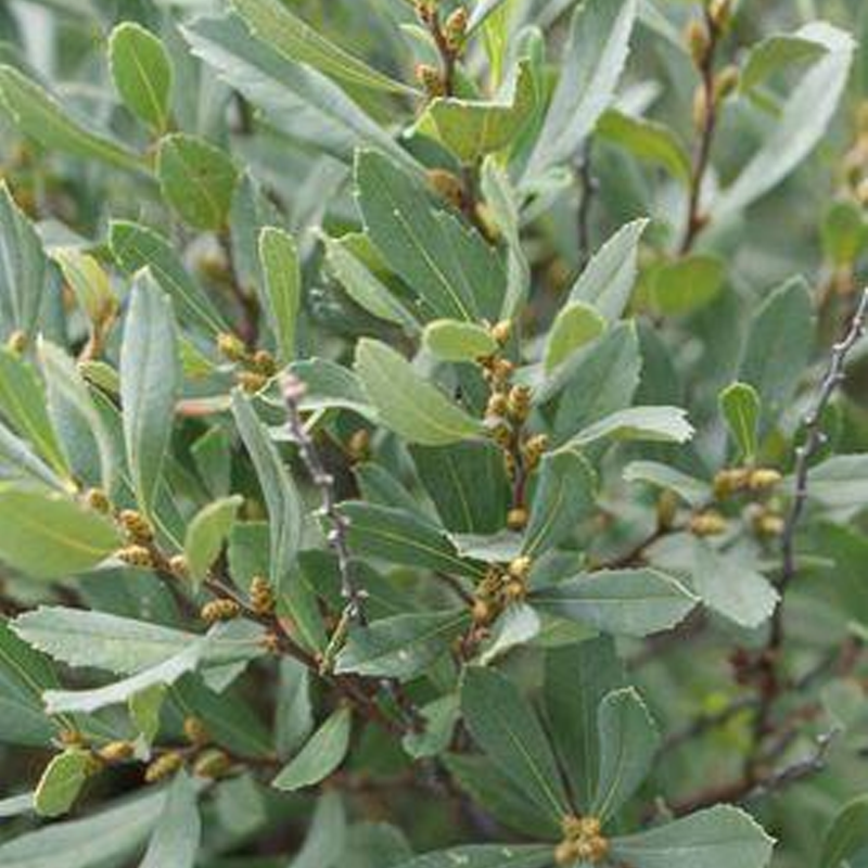 Northern Bayberry | Plant Addicts