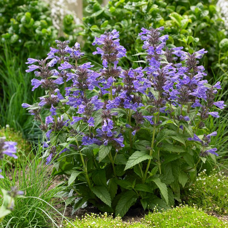 Cat's Pajamas Catmint | Plant Addicts