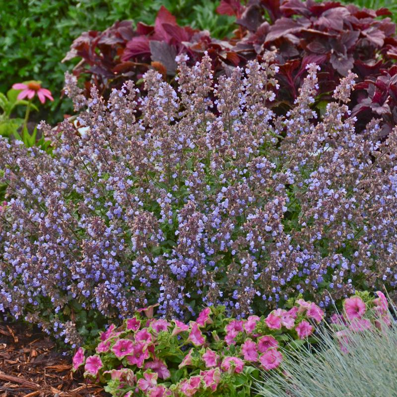 Blue Boa Hummingbird Mint | Plant Addicts