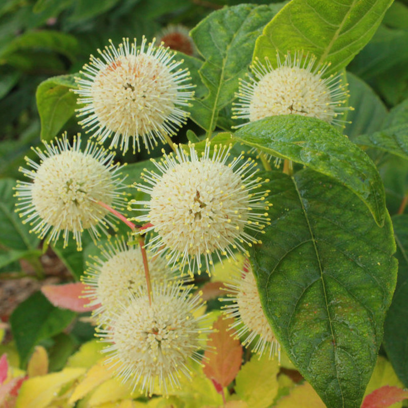 Fiber Optics® Buttonbush | Plant Addicts