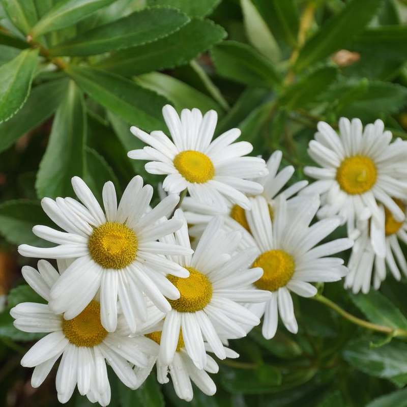 Montauk Daisy | Plant Addicts