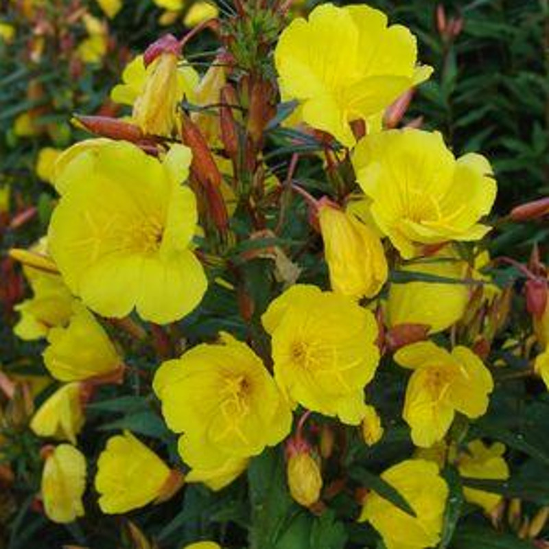 Primrose Lilac | Plant Addicts