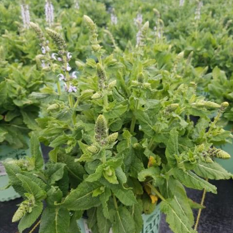Sage | Plant Addicts