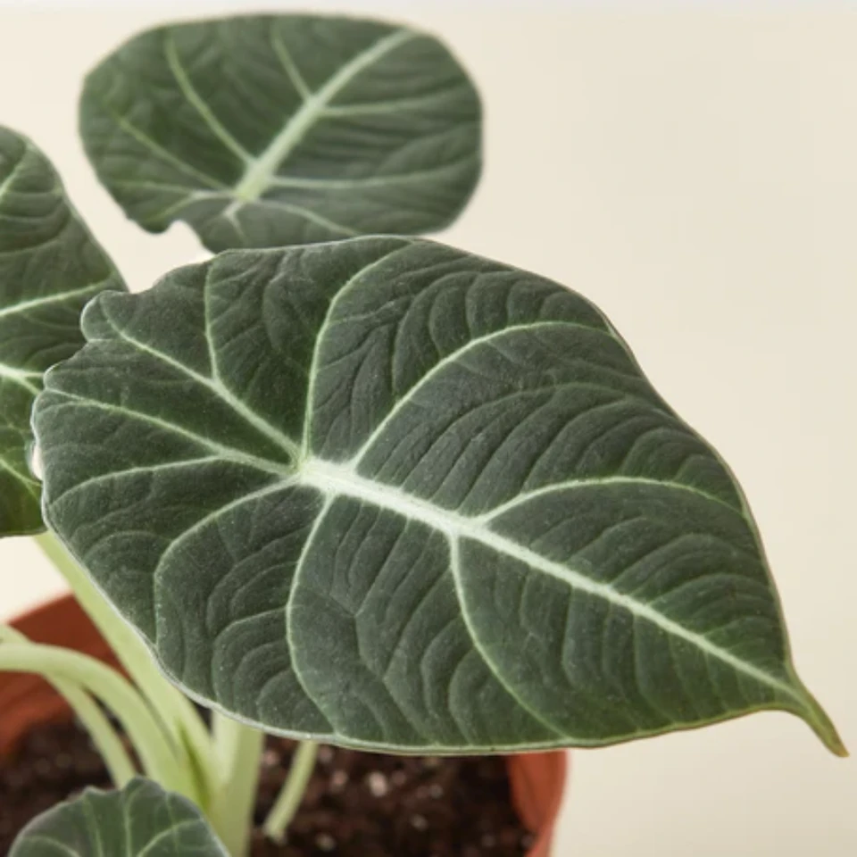 Black Velvet Alocasia | Plant Addicts